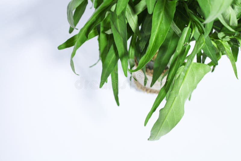 Water Spinach Leaves with a White Background Stock Photo - Image of ...