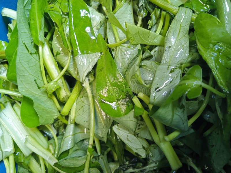 Water spinach looks fresh stock photo. Image of traditionalfood - 294045822