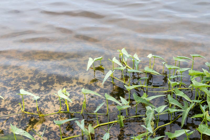 Water spinach stock photo. Image of fresh, plant, nature - 90044386