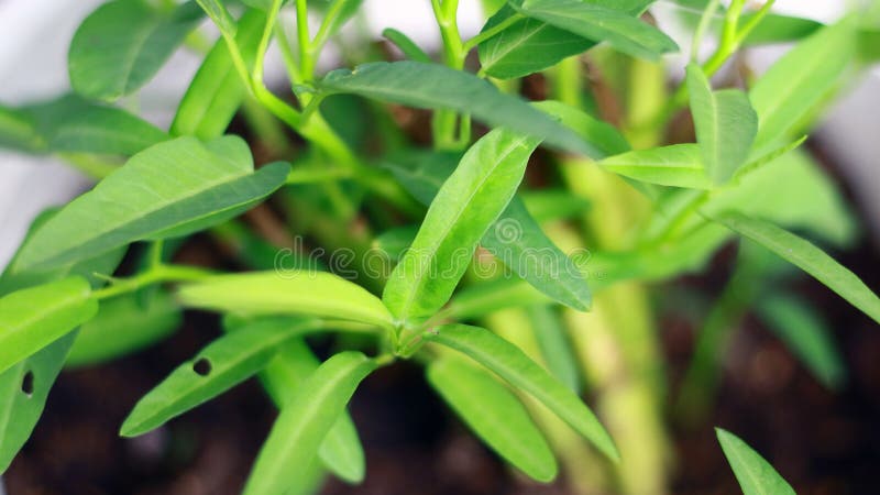 Water spinach plant stock photo. Image of tropical, kangkong - 325753714