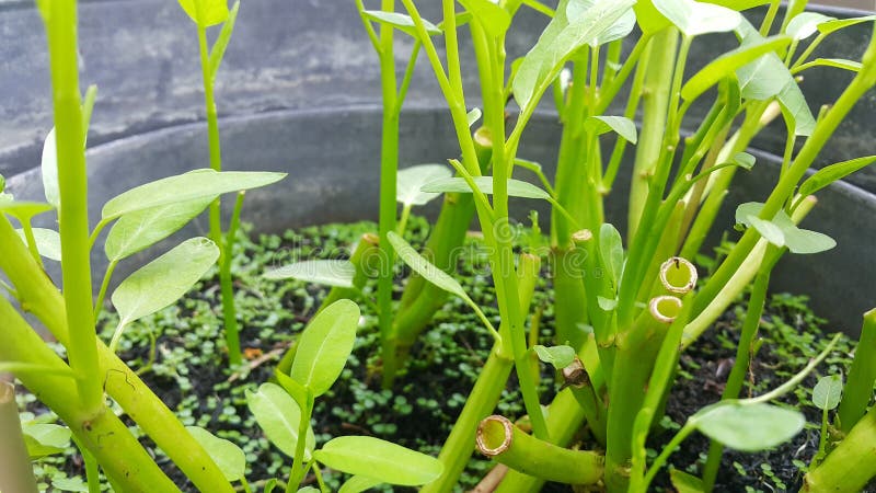 Water Spinach Plant in a Pot Stock Photo - Image of produce, bokeh ...