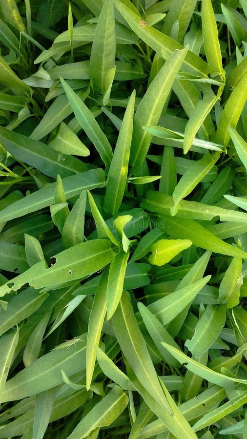 Water Spinach Plant Seen from Above Stock Image - Image of spinach ...