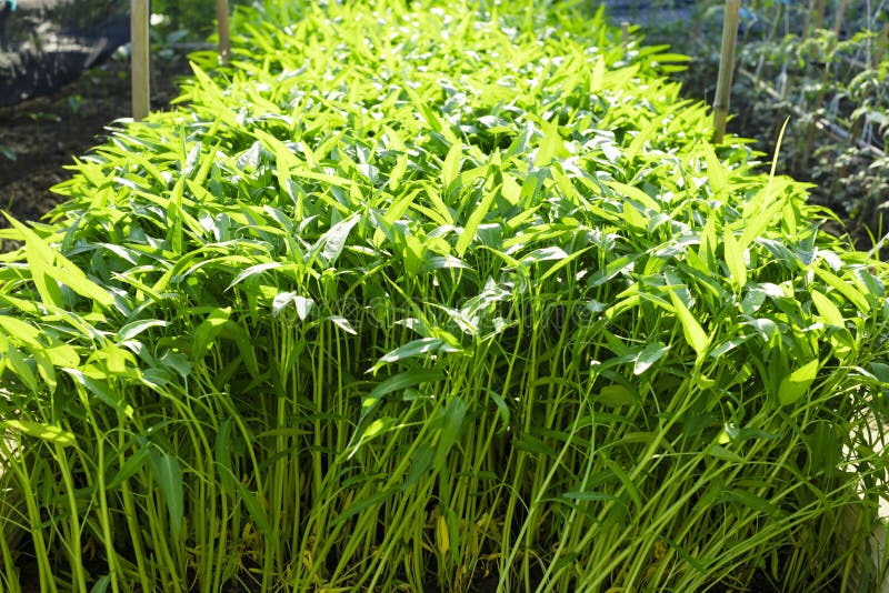 Water Spinach Grow At Field Stock Image - Image of plant, plantation ...