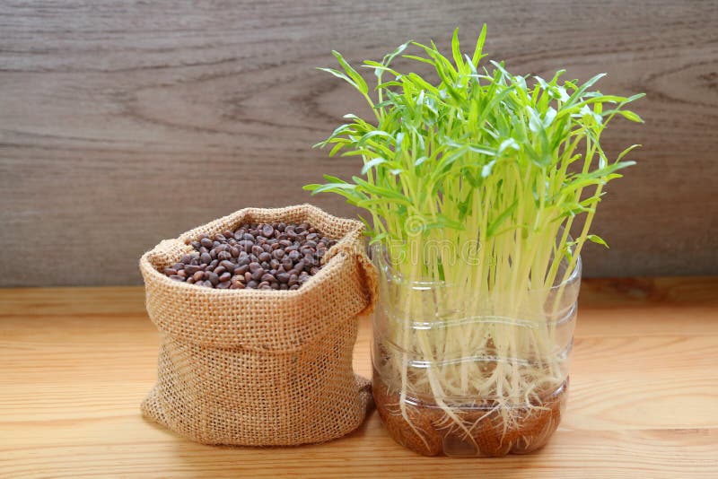 Water Spinach Hydroponic Microgreens Grown As Houseplant Being Watered