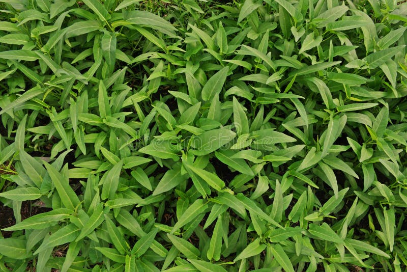 Water Spinach or Chinese Convolvulus a Semi Aquatic Vegetable Plant ...