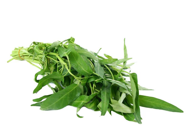 Water Spinach Swamp Cabbage Kangkong Stock Image - Image of botanic ...