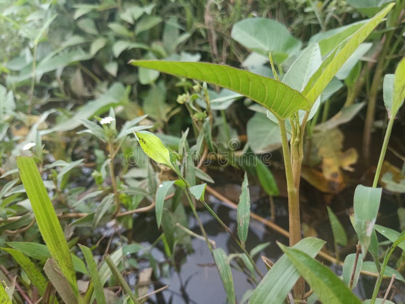 Water Spinach Vegetables Grow Well in Water Stock Photo - Image of ...