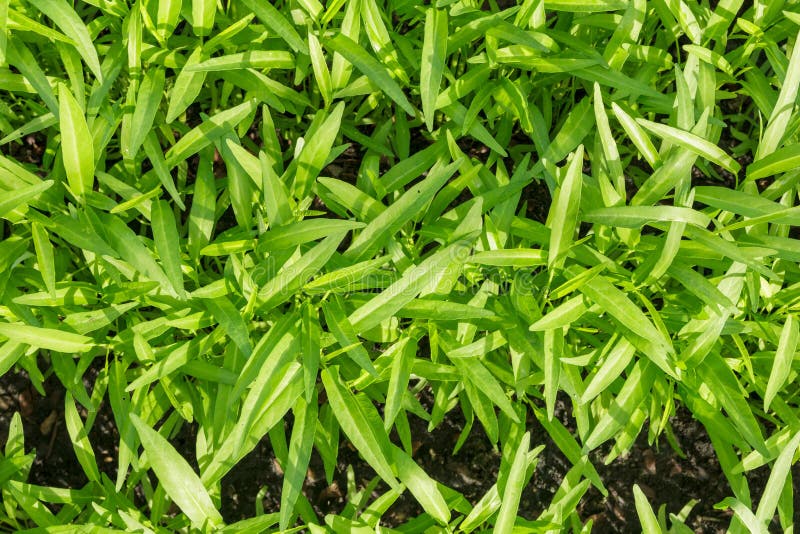 Water convolvulus stock photo. Image of spinach, field - 28946612