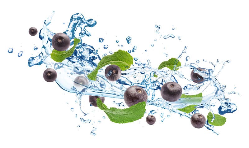 Water Splash with Acai Berries and Mint Leaves on Background Stock ...