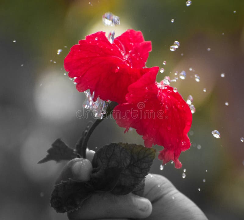 Water splash on flower stock photo. Image of water, white - 180769720