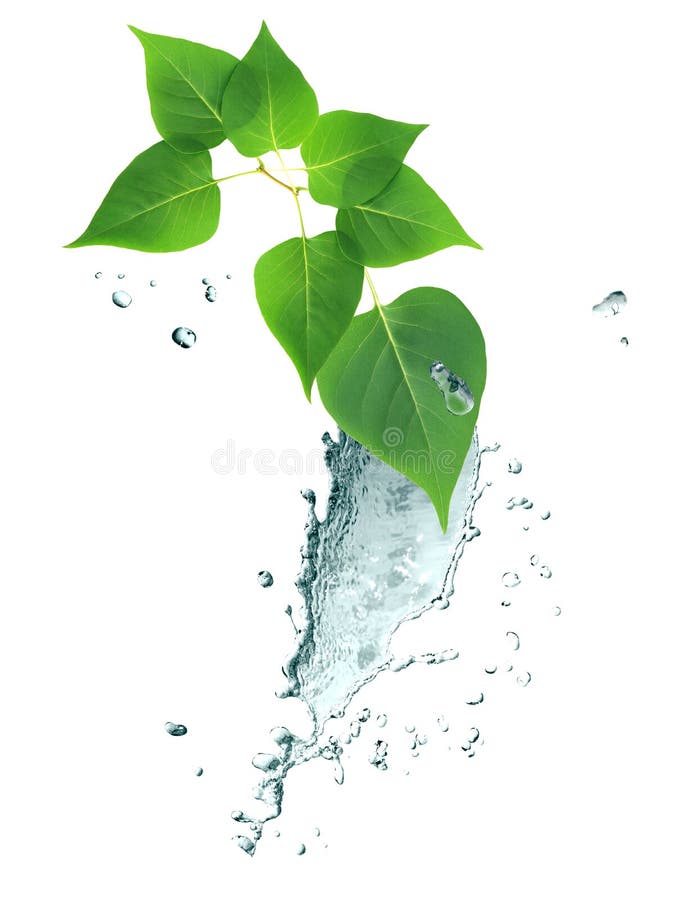 Water Splash and Leaves stock image. Image of frame, splashing - 72484191