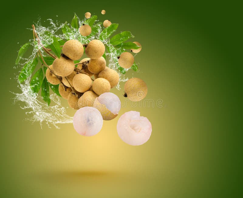 Water Splash on Longan with Leaf Isolated on Green Background Stock ...