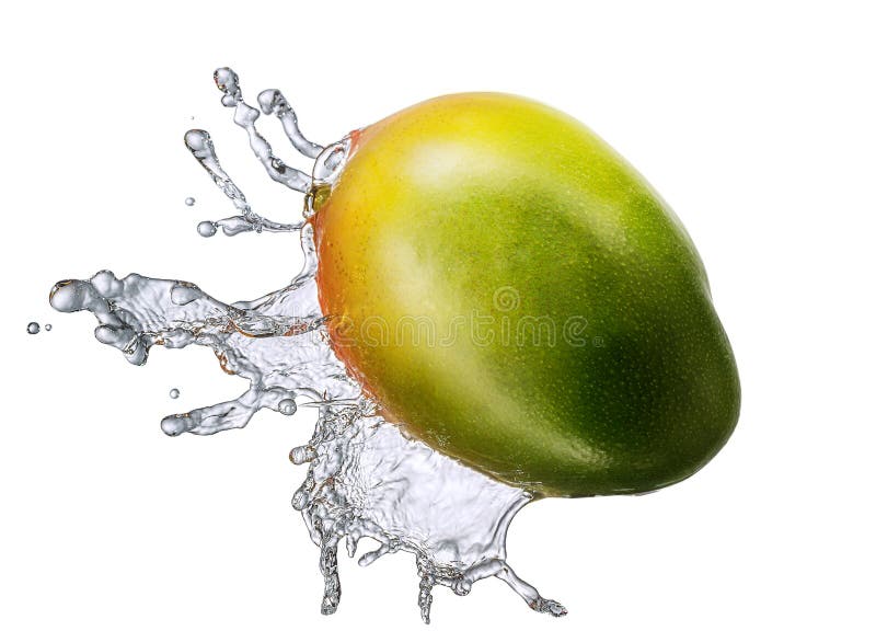 Water Splash with Mango Isolated Stock Photo - Image of flowing, nature ...