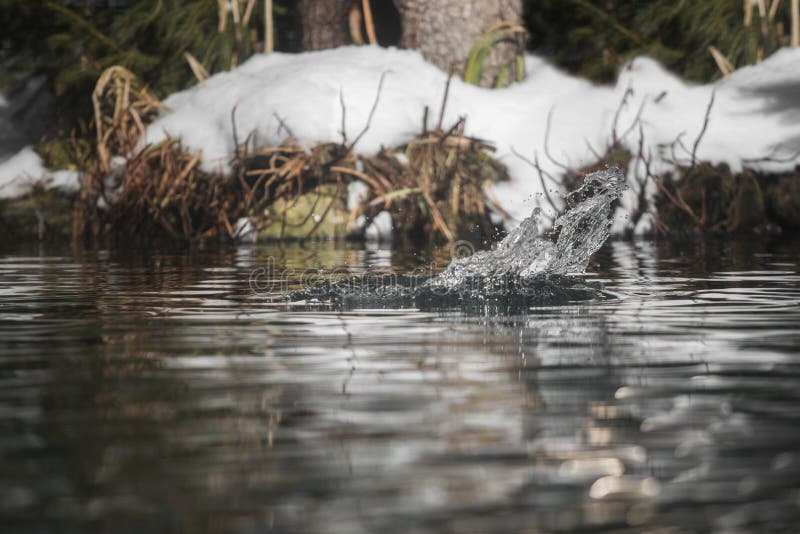 Splash water in the pond stock image. Image of droplet - 53139613