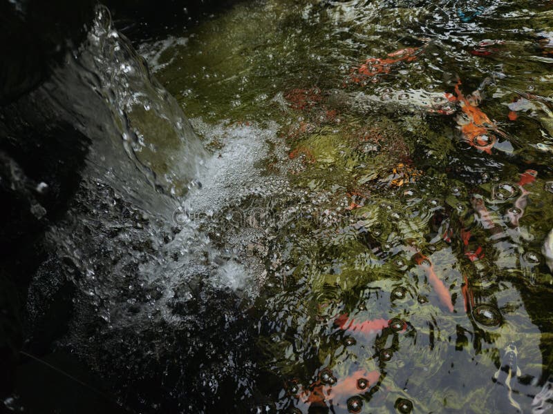 Water Splash in the Pool with Golden Fish Stock Photo - Image of water ...