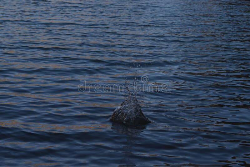 Water splash in River stock photo. Image of background - 139846322