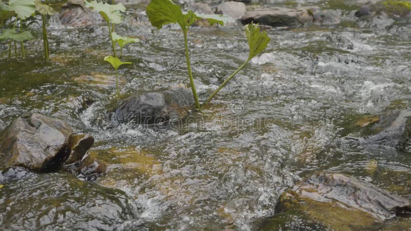 Water Splash in River. Water in River Close Up with Bubbles Stock Image ...