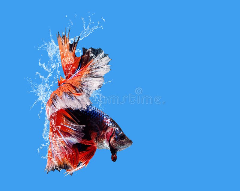 Water Splash on Siamese Fighting Fish, Betta Fish on Blue Background ...