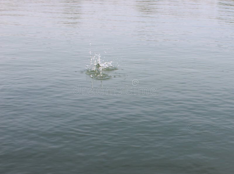 Water Splash in Water with Stone Stock Photo - Image of concept, puddle ...