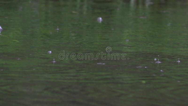 Water Splashing from Raining Stock Video - Video of drainage, dripped ...