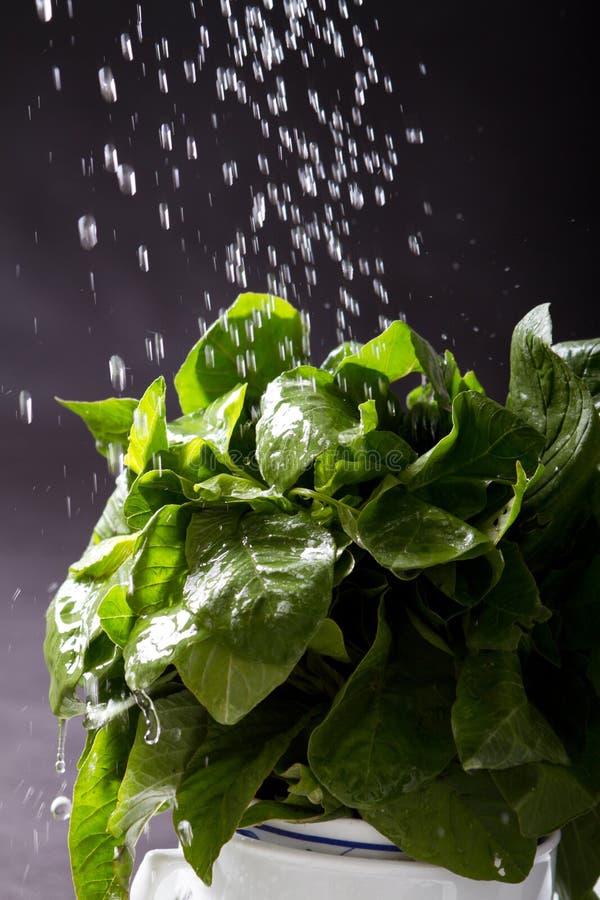 Water splashing vegetable stock photo. Image of still - 18946400