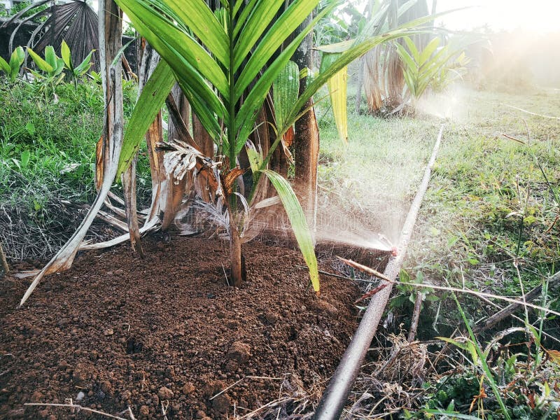Water Spray on Betel Nut Tree Stock Image - Image of soil, flower ...