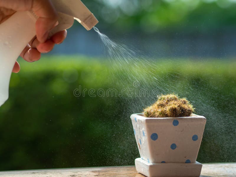 People Spray the Water To Cactus Plant Stock Photo - Image of ...