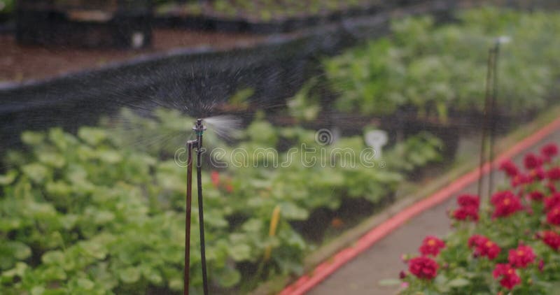 Water Spraying on Various Plants at Greenhouse. Stock Footage - Video ...