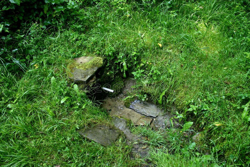 Water spring stock image. Image of forest, wather, green - 10509243