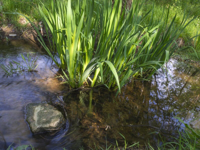Water from a Spring Flowing in a Relaxing Way among Aquatic Flowers ...
