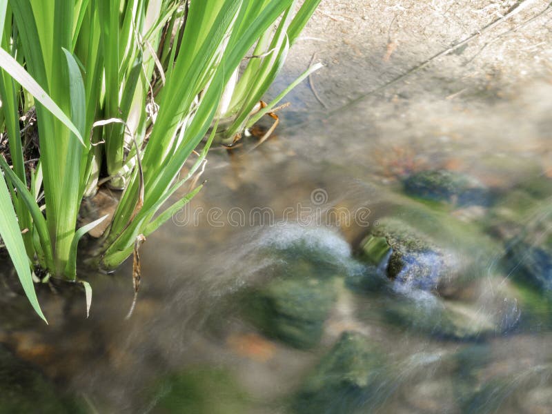Water from a Spring Flowing in a Relaxing Way among Aquatic Flowers ...