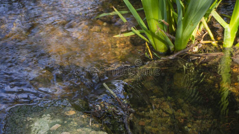 Water from a Spring Flowing in a Relaxing Way among Aquatic Flowers ...