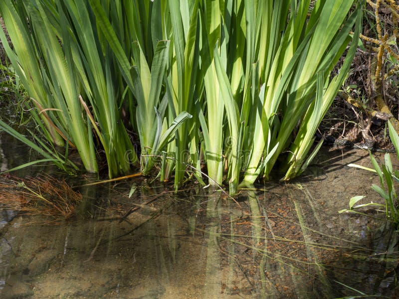 Water from a Spring Flowing in a Relaxing Way among Aquatic Flowers ...