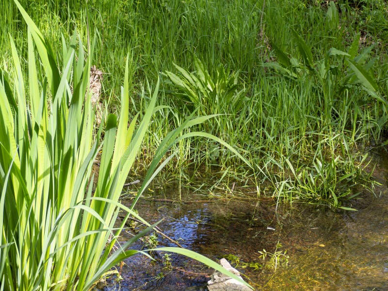 Water from a Spring Flowing in a Relaxing Way among Aquatic Flowers ...