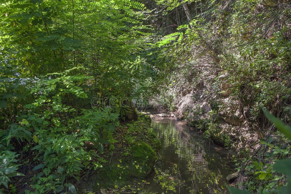 Water spring in the forest stock photo. Image of bush - 143599868