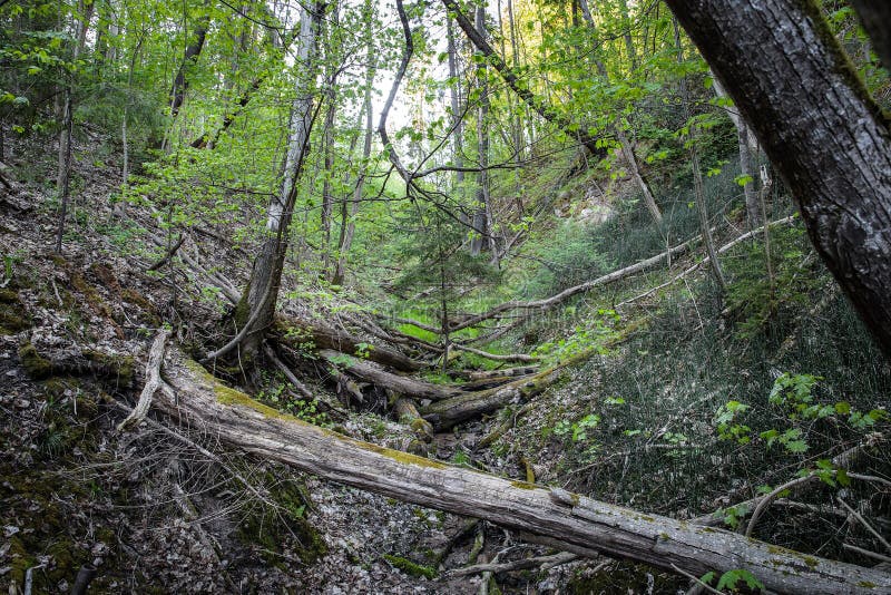 A Water Spring Flows into a Forest Ravine Amidst Old Trees. Stock Image ...
