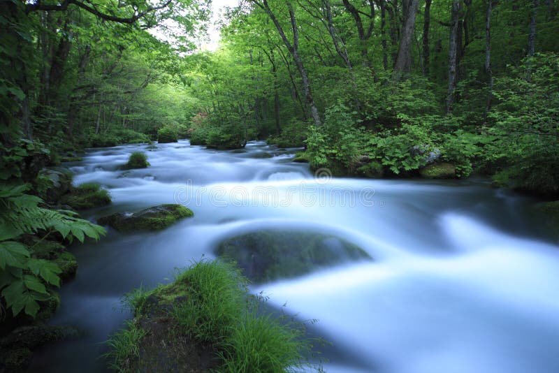 Water spring in forest stock image. Image of clean, season - 16932785