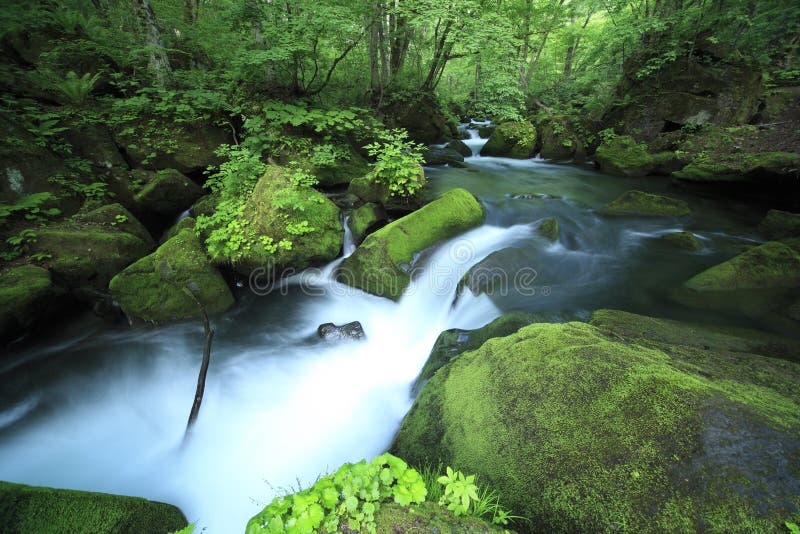 Water spring in forest stock image. Image of scenery - 16932793