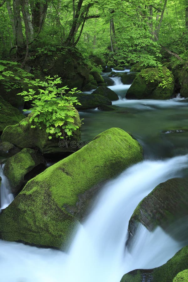 Water spring in forest stock image. Image of spring, fall - 32631313