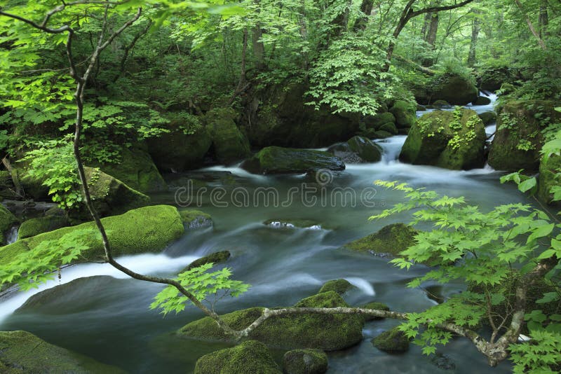 Water spring in forest stock image. Image of splash, beautiful - 16932811