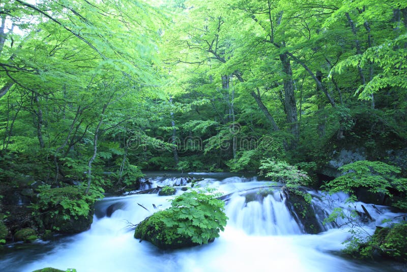 Water spring in forest stock photo. Image of creek, mountain - 16932988