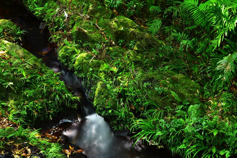 Water spring in forest stock photo. Image of eating, green - 27317022