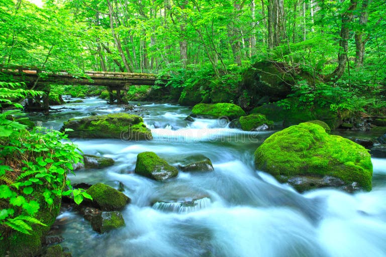 Water spring in forest stock image. Image of spring, fall - 32631313
