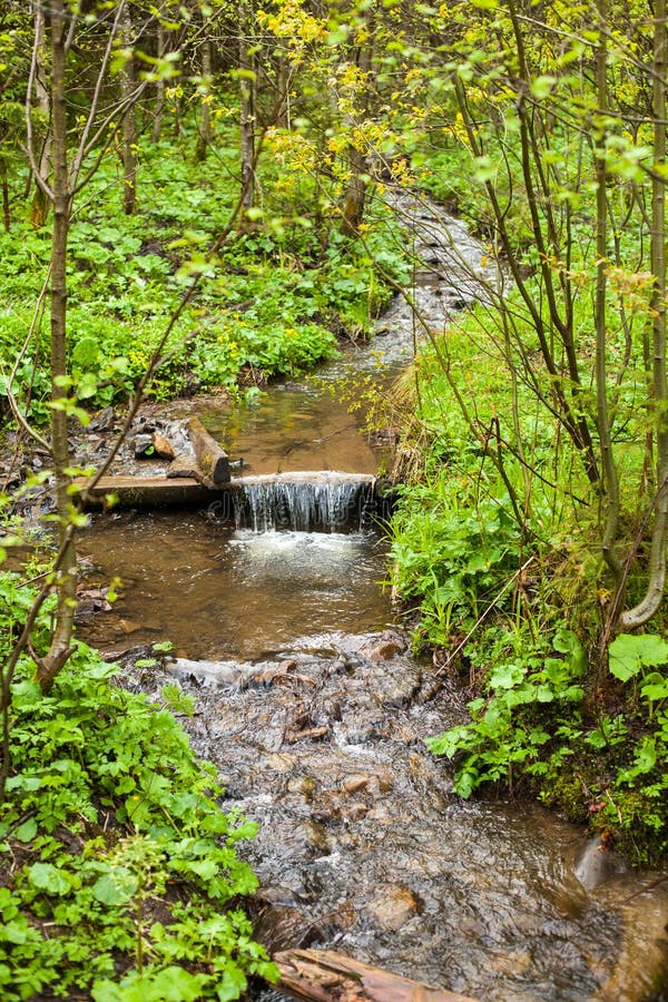 Water spring in the forest stock photo. Image of river - 82954492