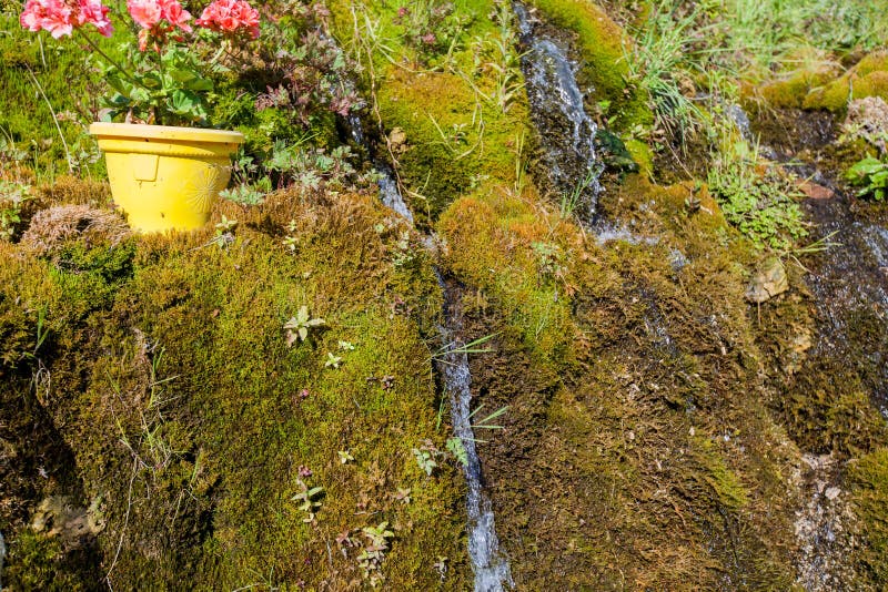 Spring water stock photo. Image of trickle, flowers - 155912472