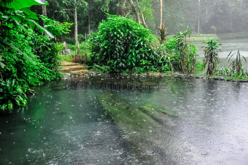 Water Spring stock image. Image of woodland, forest - 252555003