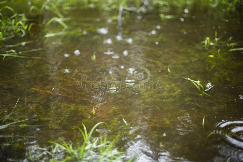 Water in Spring. Puddle in Park. Details of Nature Stock Image - Image ...