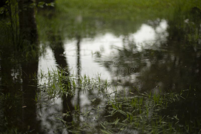 Water in Spring. Puddle in Park. Details of Nature Stock Image - Image ...