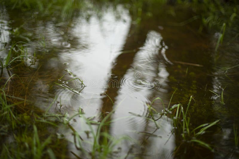 Water in Spring. Puddle in Park. Details of Nature Stock Image - Image ...