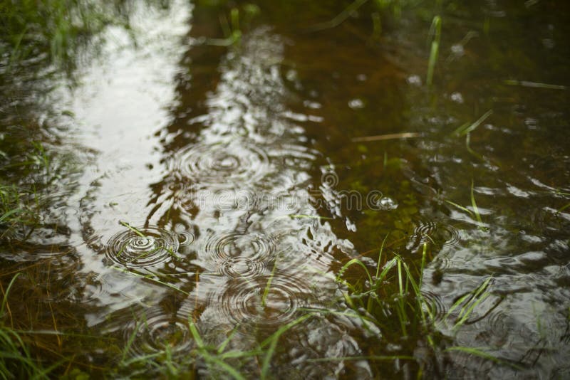 Water in Spring. Puddle in Park. Details of Nature Stock Photo - Image ...